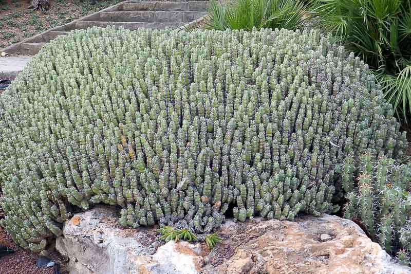 Euphorbia resinifera (Resin Spurge)