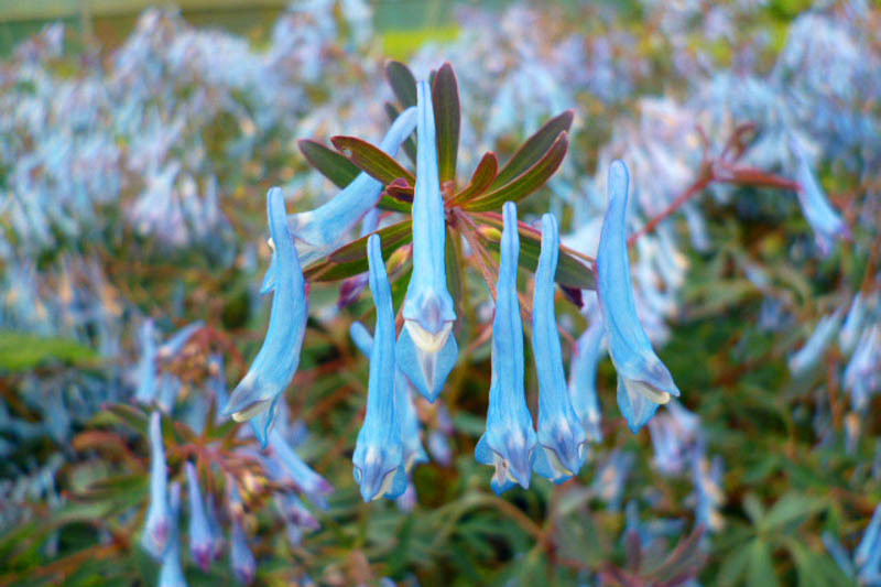 Corydalis flexuosa 'Porcelain Blue' (Fumewort)