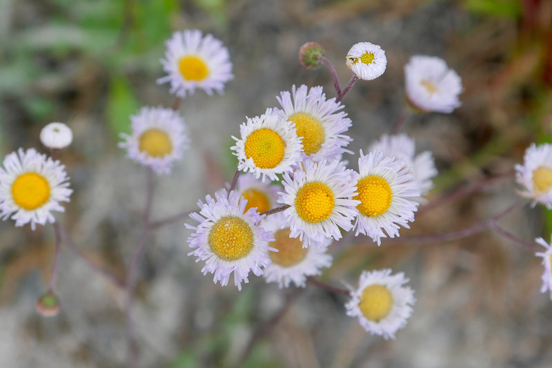 Erigeron quercifolius (Oakleaf Fleabane)