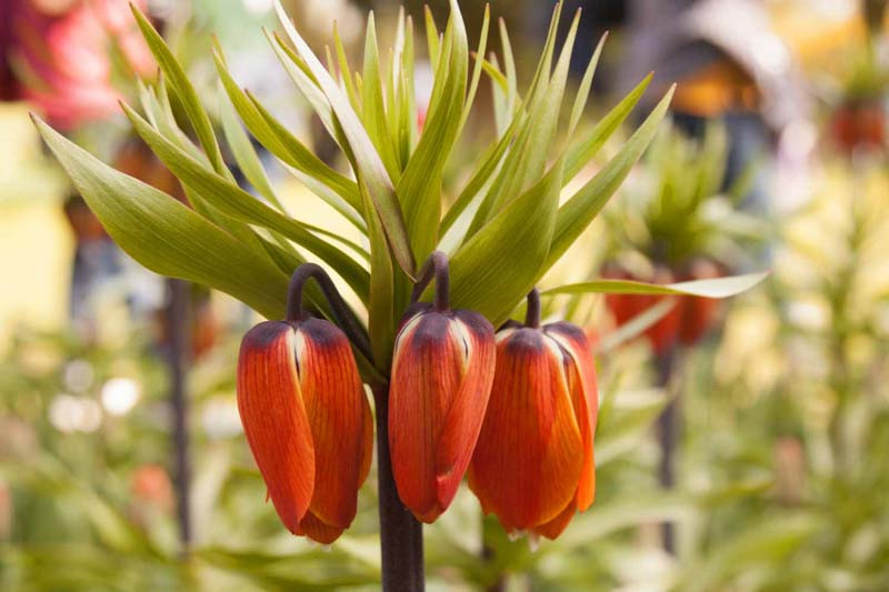 Fritillaria imperialis 'Aurora' (Crown Imperial)