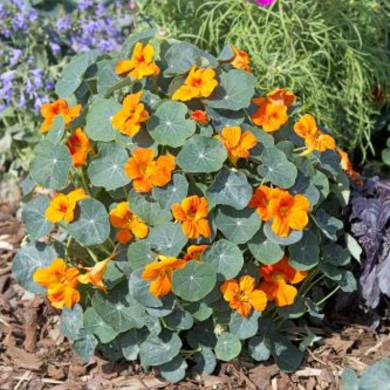 Tropaeolum minus 'Orange' (Nasturtium)