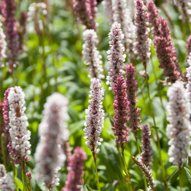 Persicaria affinis 'Superba' (Lesser Knotweed)
