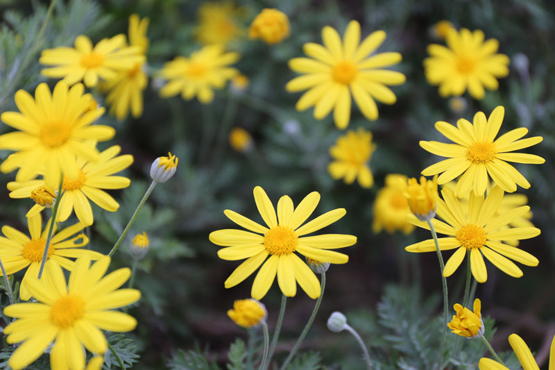 Euryops pectinatus (Golden Shrub Daisy)