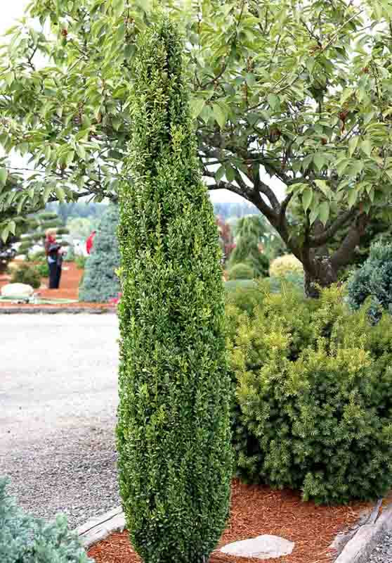 Buxus sempervirens 'Graham Blandy' (Boxwood)