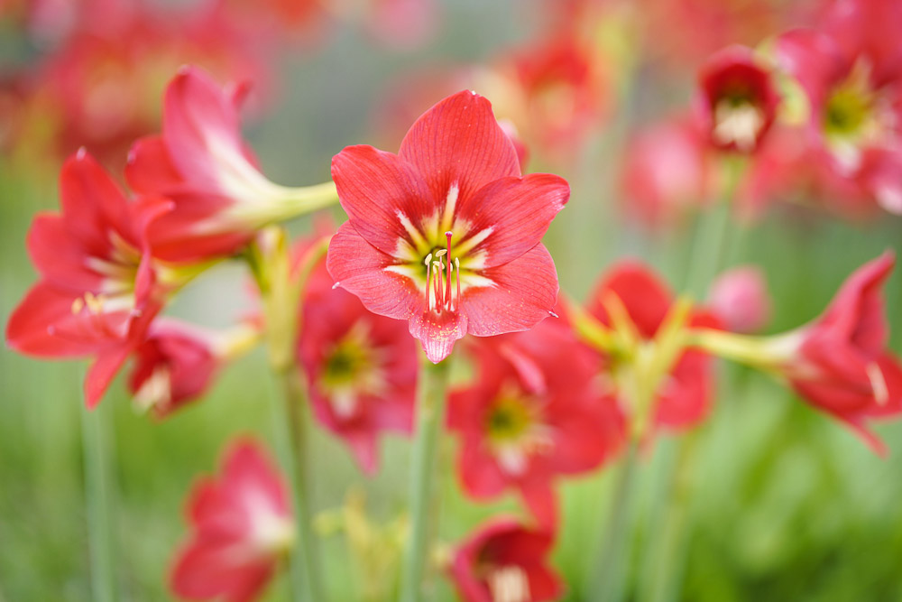 Hippeastrum x johnsonii (Hardy Amaryllis)