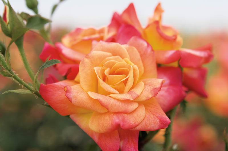 Rosa 'Joseph's Coat' (Climbing Rose)