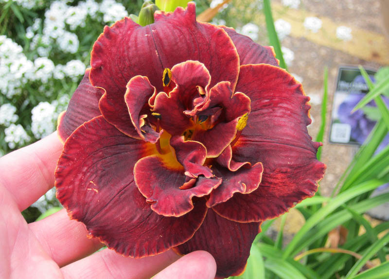 Hemerocallis 'Night Embers' (Reblooming Daylily)