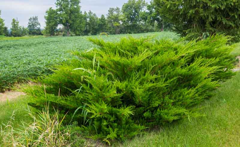 Juniperus × pfitzeriana 'Sea Green' (Chinese Juniper)