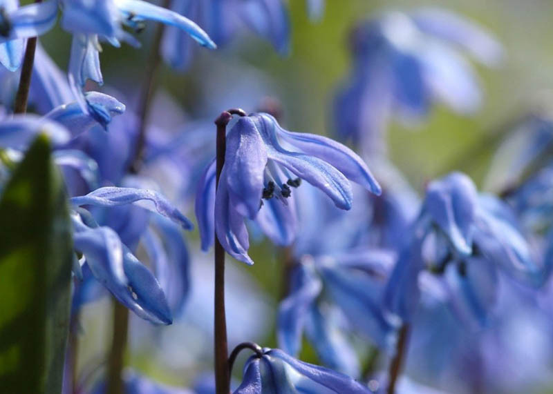 Scilla siberica 'Spring Beauty' (Siberian Squill)