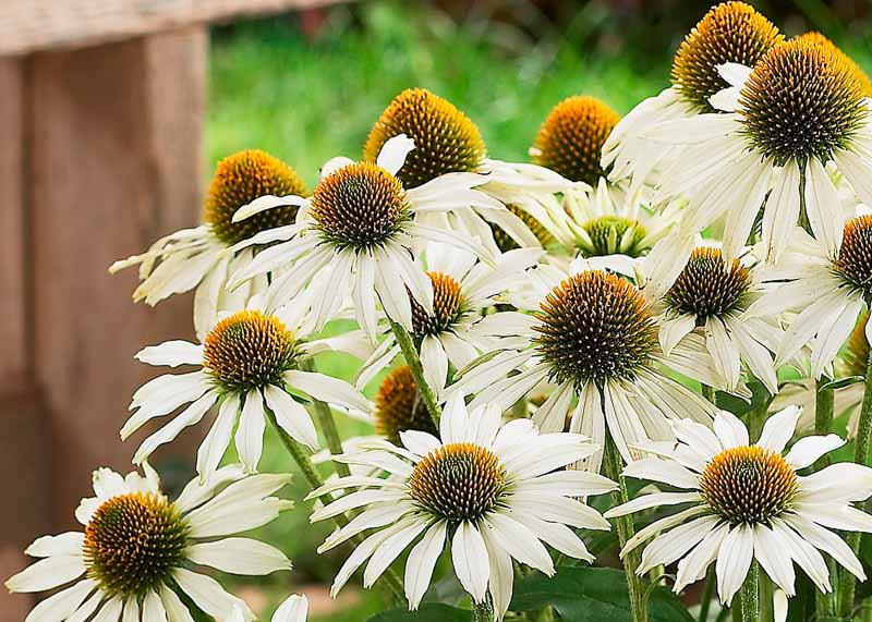 Echinacea purpurea 'Avalanche' (Coneflower)