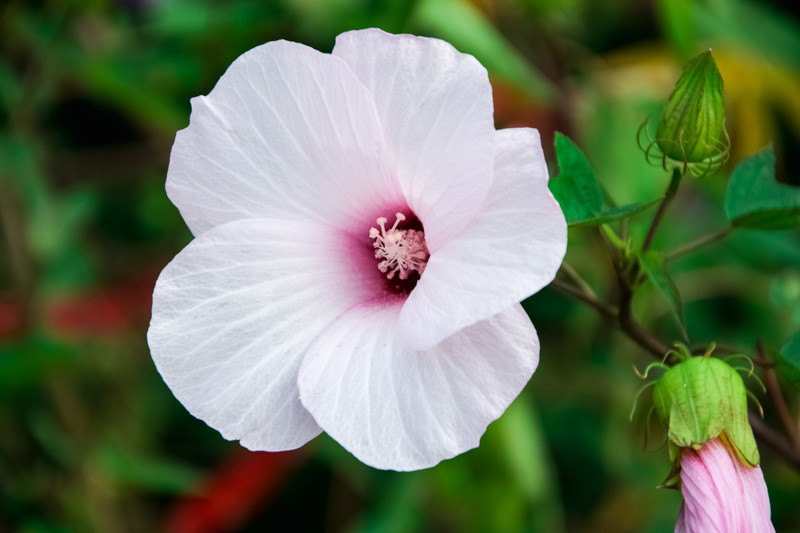 Hibiscus laevis (Halberd-Leaved Rose Mallow)
