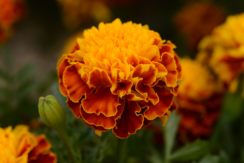 Tagetes patula Hot Pak™ Spry (French Marigold)