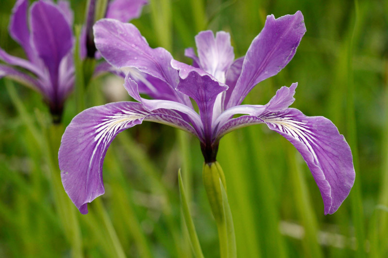 Iris tenax (Toughleaf Iris)