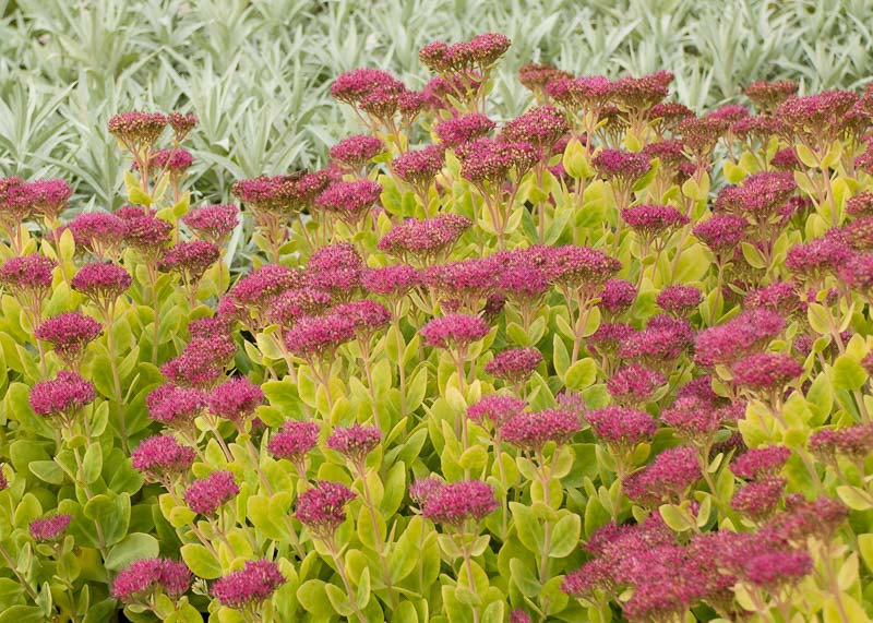 Sedum spectabile 'Neon' (Stonecrop)