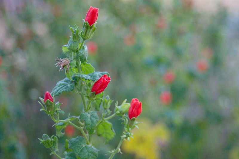 Malvaviscus arboreus var. drummondii (Turk's Cap)