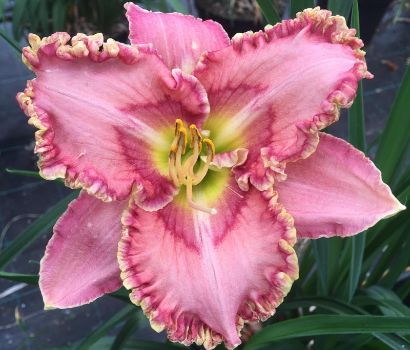Hemerocallis 'Princess Tutu' (Reblooming Daylily)