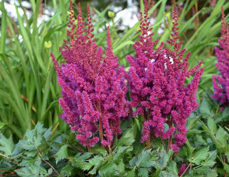 Astilbe chinensis 'Vision in Red' (Chinese Astilbe)