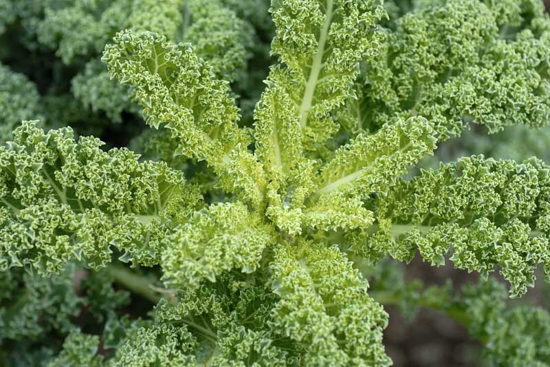 Kale Power: Unlock the Ultimate Superfood's Health Benefits!