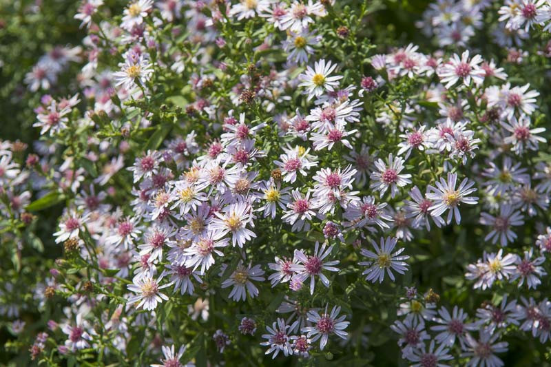 Aster novi-belgii 'Coombe Fishacre' (New York Asters)