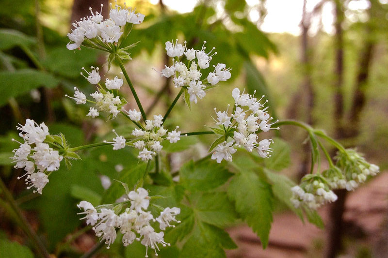 Osmorhiza longistylis (Anise Root)