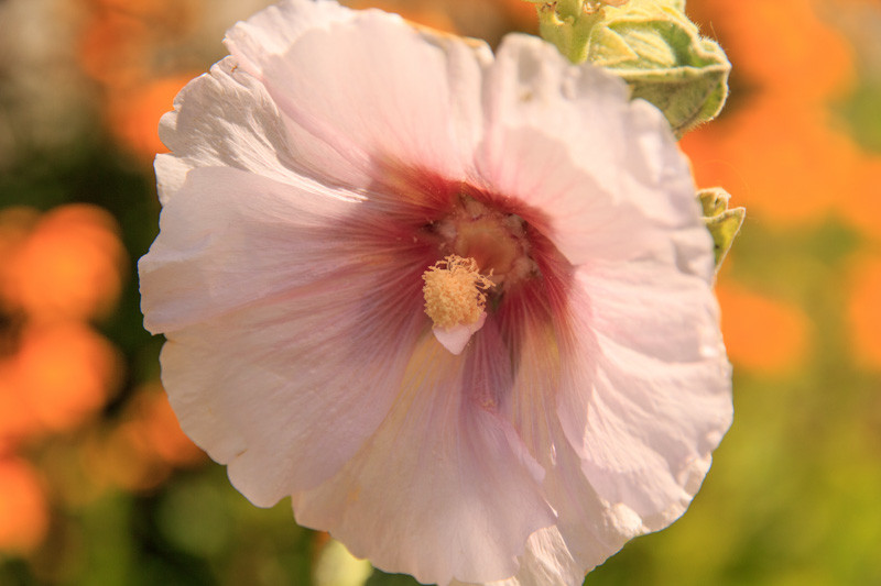 Iliamna rivularis (Wild Hollyhock)
