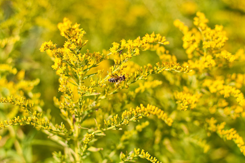 Solidago odora (Sweet Goldenrod)