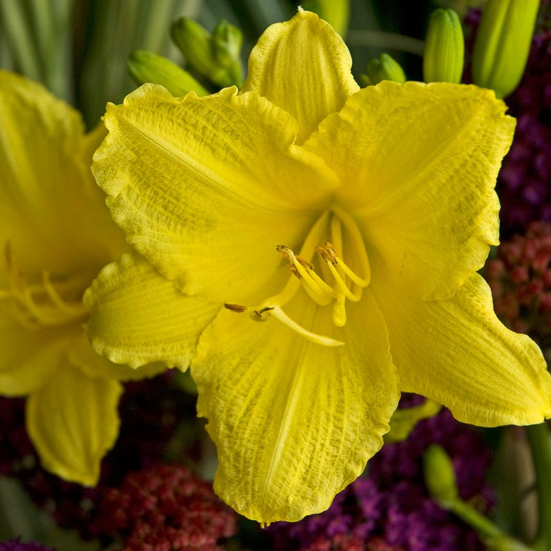 Hemerocallis 'Happy Returns' (Reblooming Daylily)