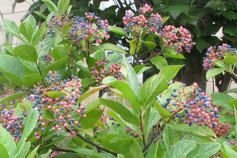 Viburnum nudum (Withe Rod)