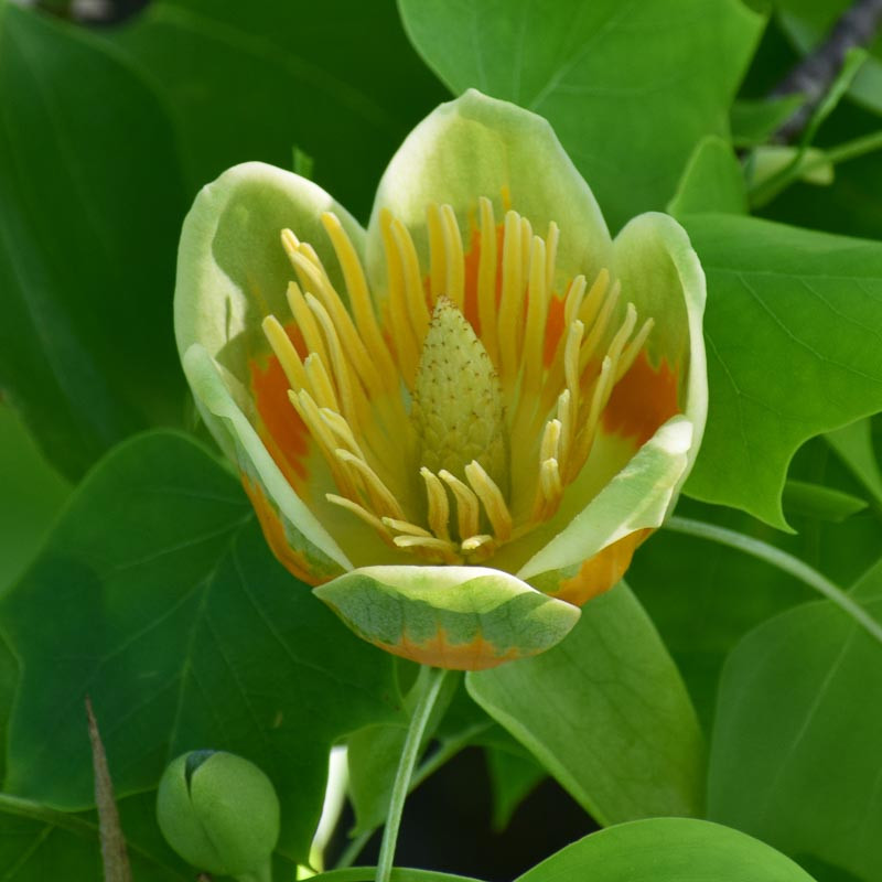 Liriodendron chinense (Chinese Tulip Tree)