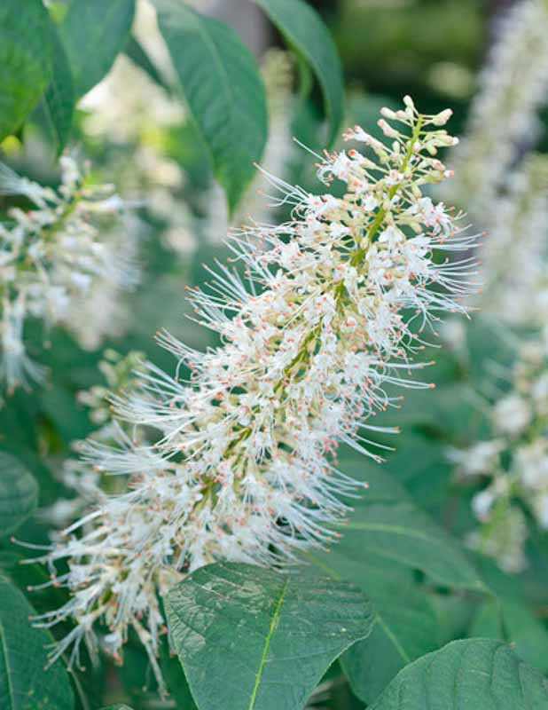 Aesculus parviflora (Bottlebrush Buckeye)