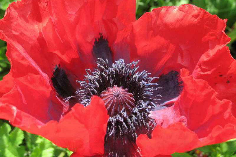 Papaver orientale 'Beauty of Livermere' (Oriental Poppy)