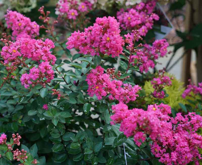 Lagerstroemia Infinitini® Brite Pink (Crape Myrtle)