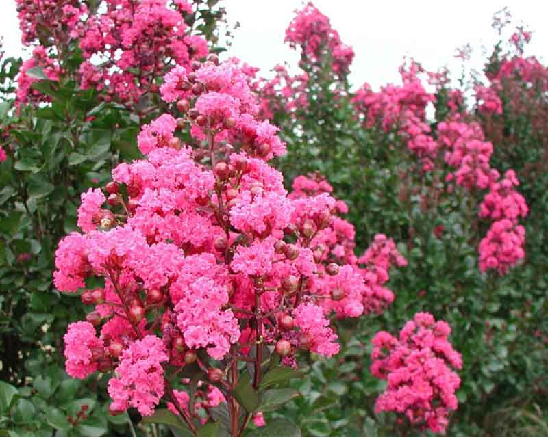 Lagerstroemia indica Pink Velour® (Crape Myrtle)