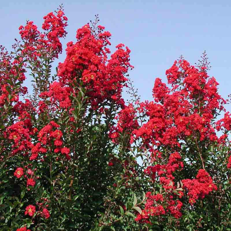 Lagerstroemia Red Rocket® (Crape Myrtle)