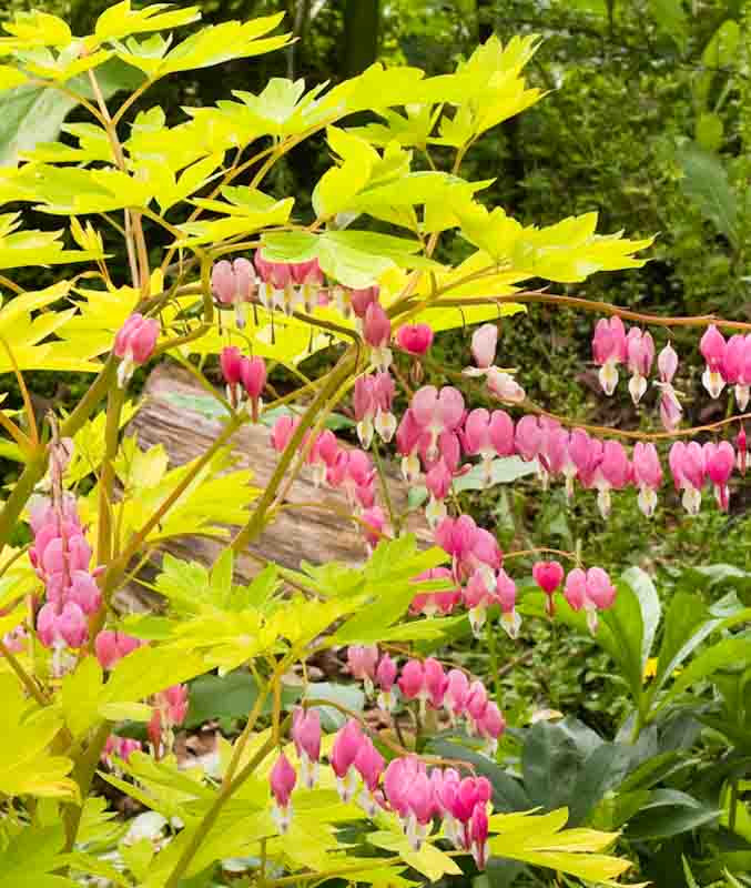 Dicentra spectabilis 'Gold Heart' (Bleeding Heart)