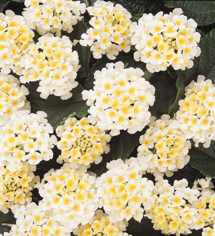 Lantana Lucky™ White (Bigleaf Lantana)