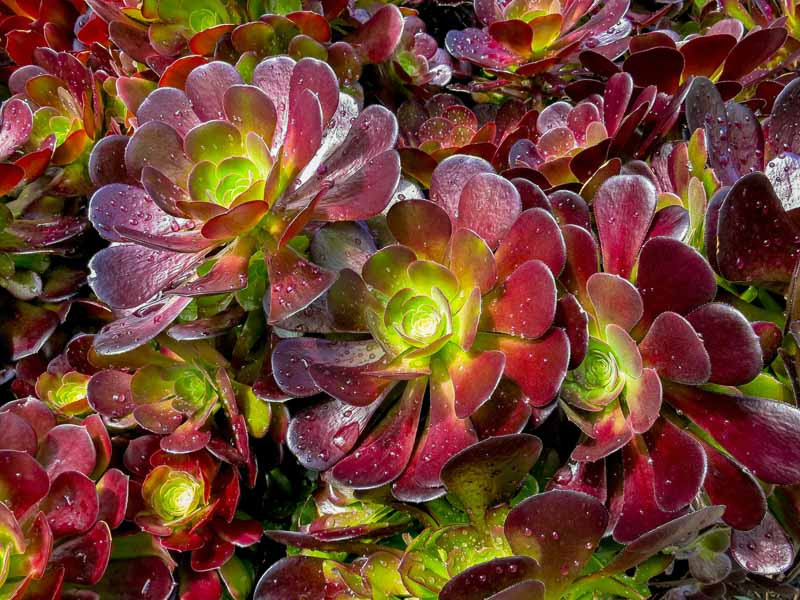 Aeonium 'Velour'