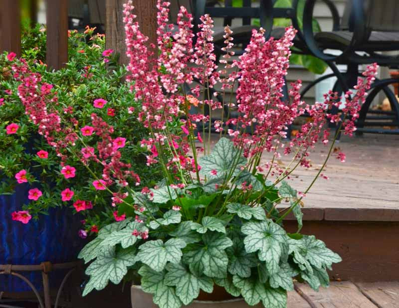 Heuchera 'Berry Timeless' (Coral Bells)