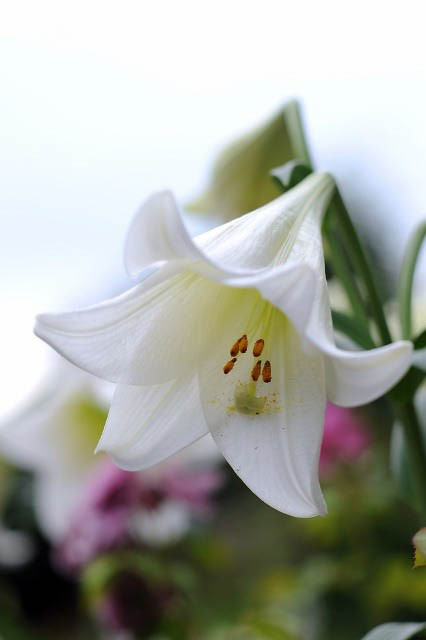 Lilium longiflorum 'White Heaven' (Easter Lily)