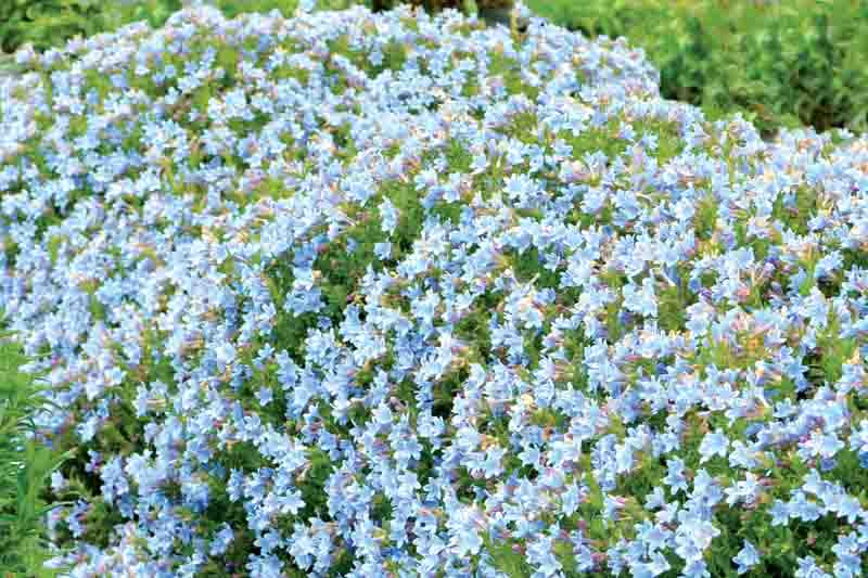 Lithodora 'Crystal Blue' (Gromwell)