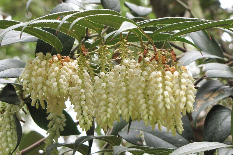 Leucothoe fontanesiana (Dog Hobble)