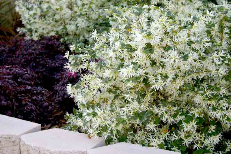 Loropetalum chinense 'Emerald Snow' (Chinese Fringe Flower)