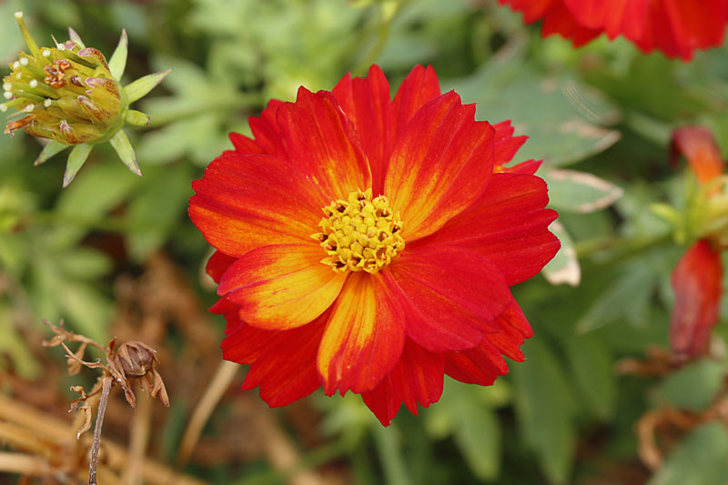 Cosmos sulphureus 'Cosmic Red'