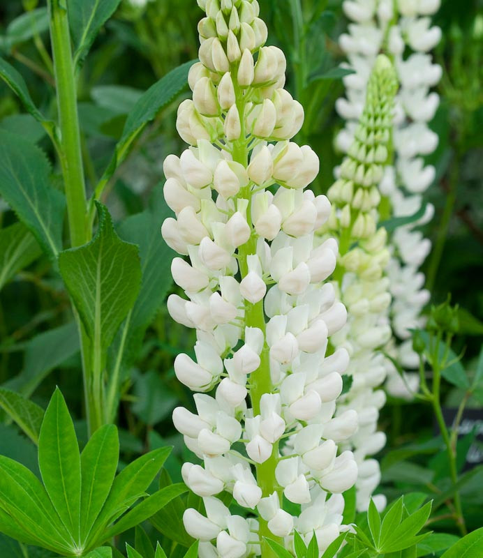 Lupinus 'Noble Maiden' (Lupine)