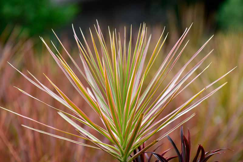 Dracaena marginata 'Tricolor' (Madagascar Dragon Tree)