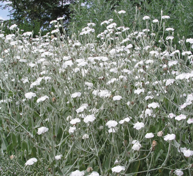 Lychnis coronaria 'Alba' (Rose Campion)