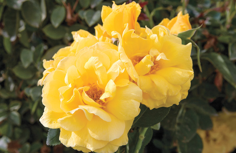 Rosa Midas Touch™ (Hybrid Tea Rose)