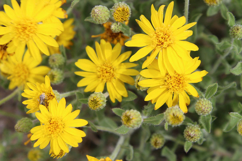 Heterotheca villosa (Hairy Golden Aster)