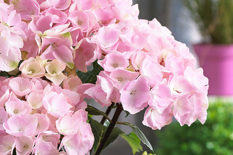 Hydrangea macrophylla Onyx™ Flamingo