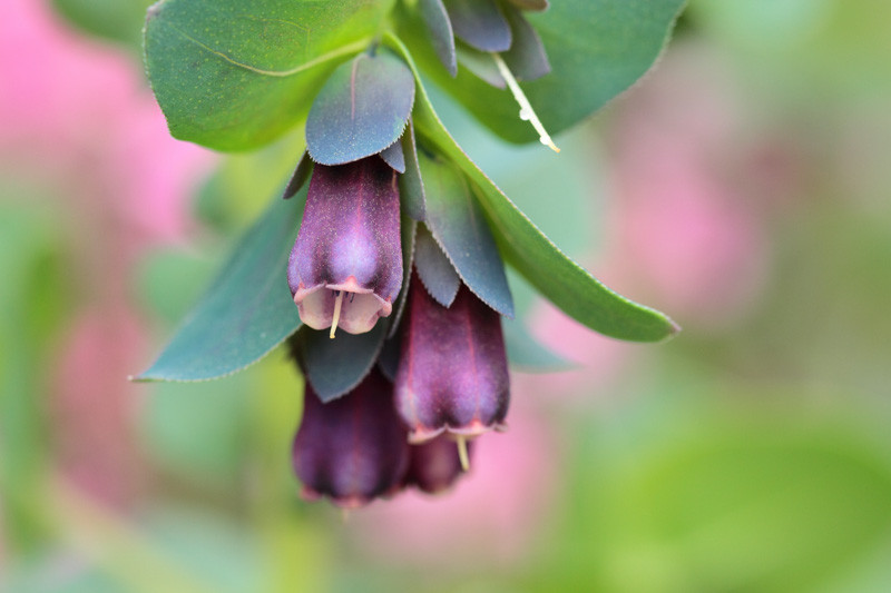 Cerinthe major 'Purpurascens' (Honeywort)